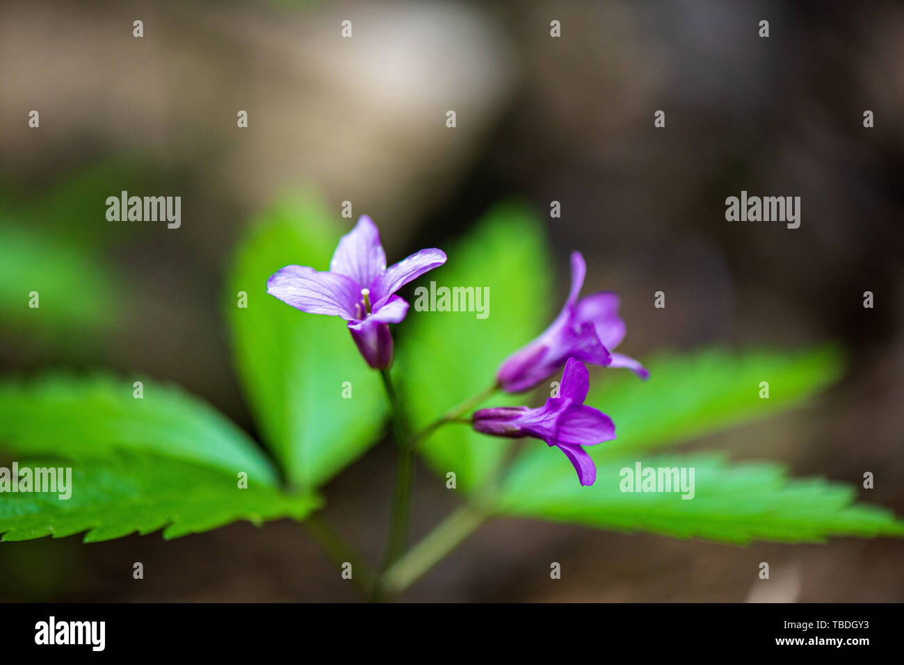 random color summer flowers in green meadow under the sun with blur ...
