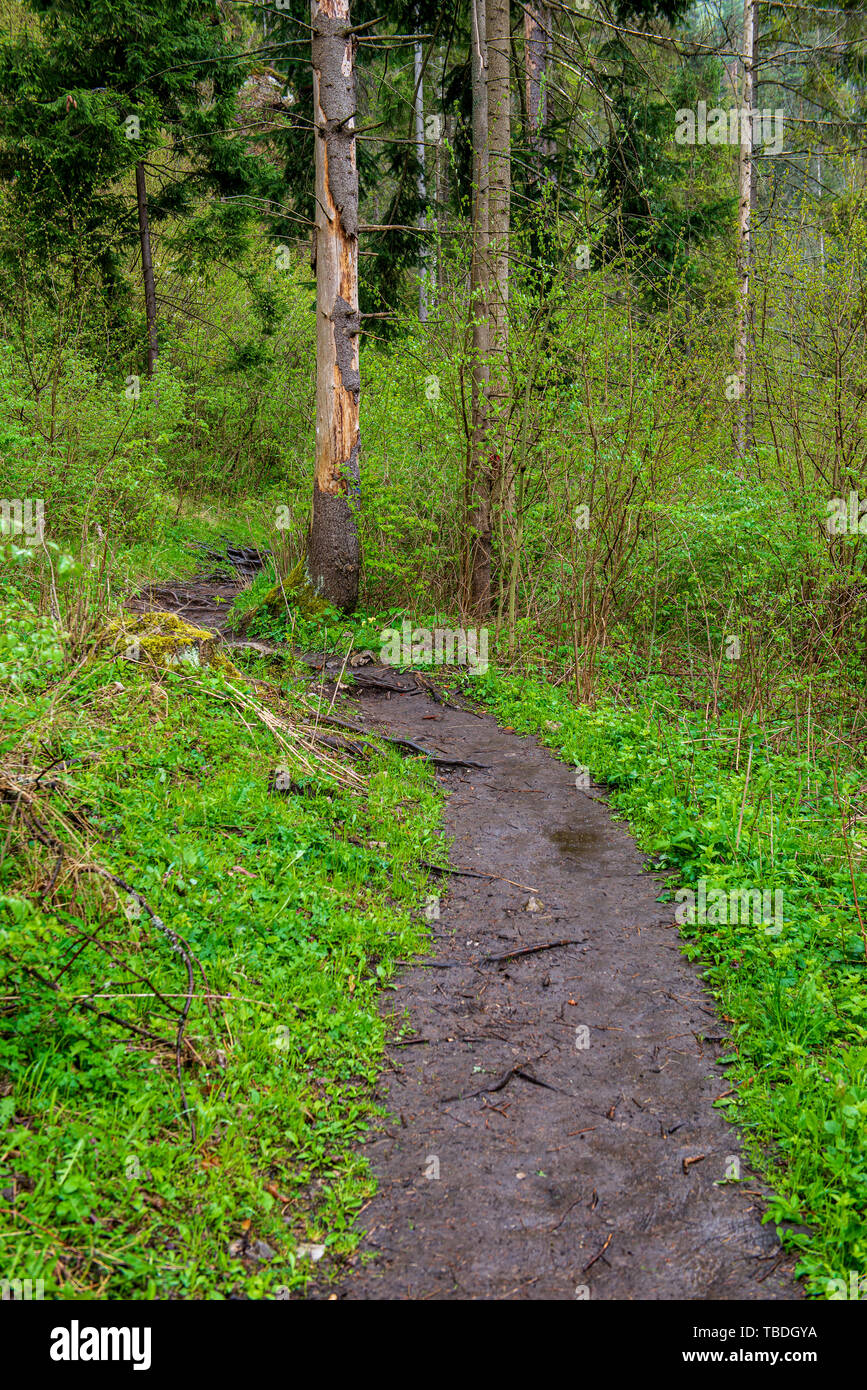 wet forest in autumn mist with red and green tree leaves Stock Photo ...