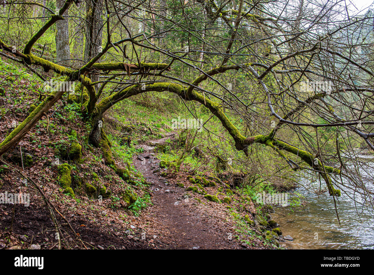 wet forest in autumn mist with red and green tree leaves Stock Photo ...