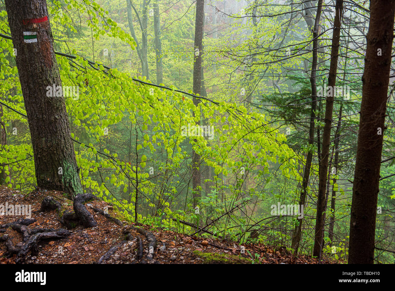 wet forest in autumn mist with red and green tree leaves Stock Photo ...