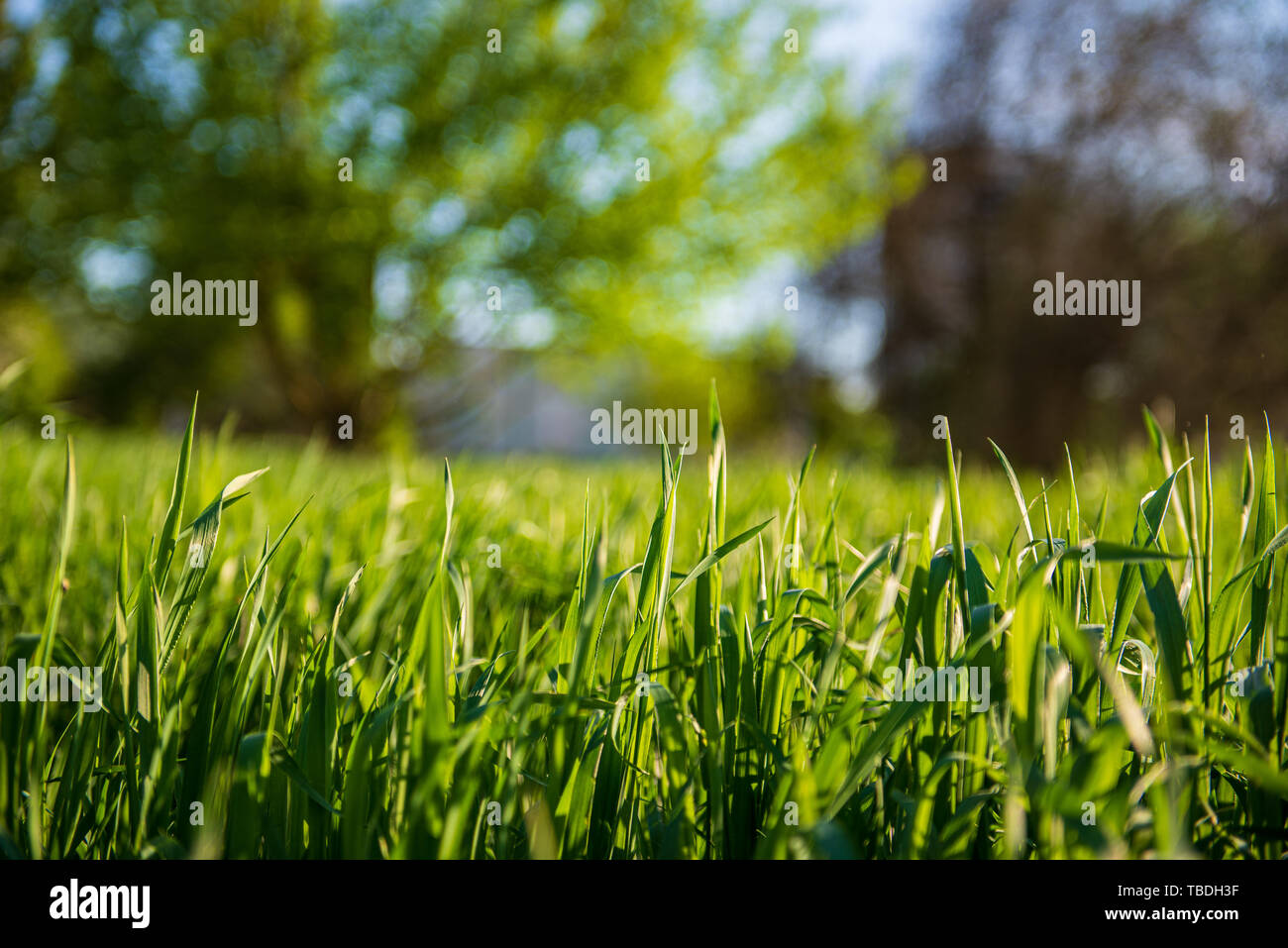 green meadow pasture with blooming flowers in summer heat. midsummer ...