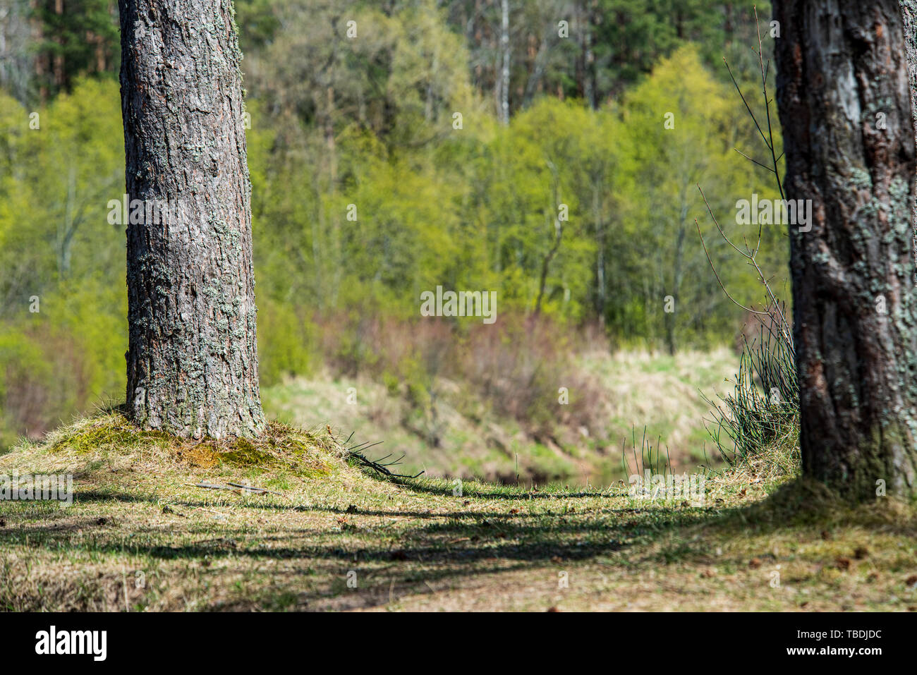 tree trunks in sunny summer forest with shadows and sun rays in ...