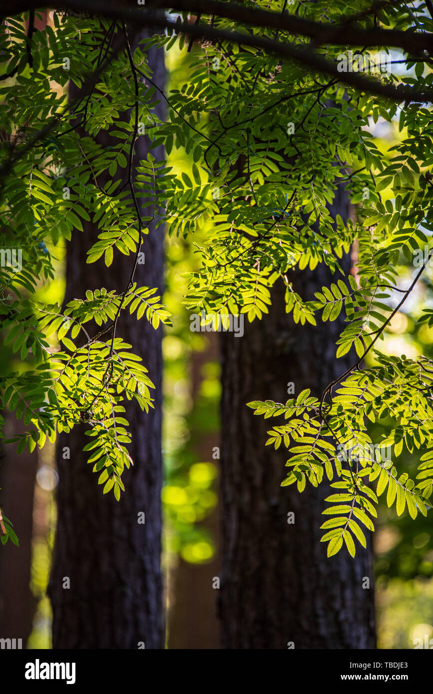 tree trunks in sunny summer forest with shadows and sun rays in ...