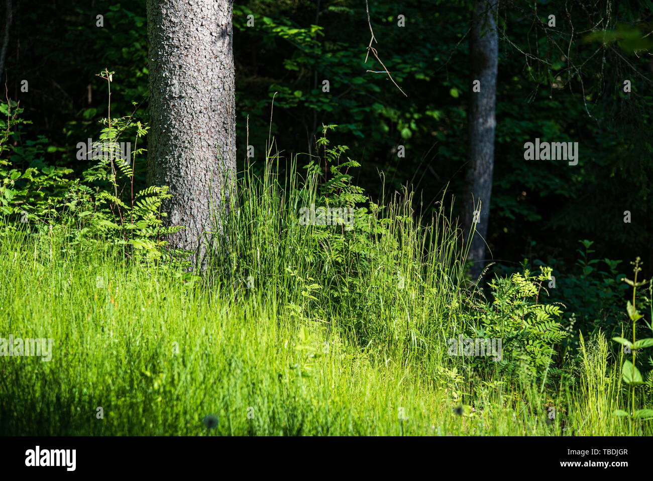 tree trunks in sunny summer forest with shadows and sun rays in ...