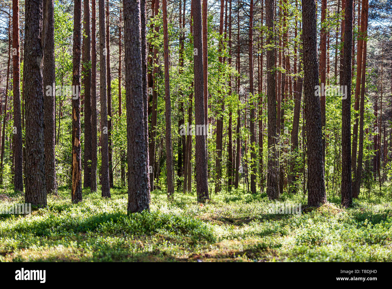 tree trunks in sunny summer forest with shadows and sun rays in ...