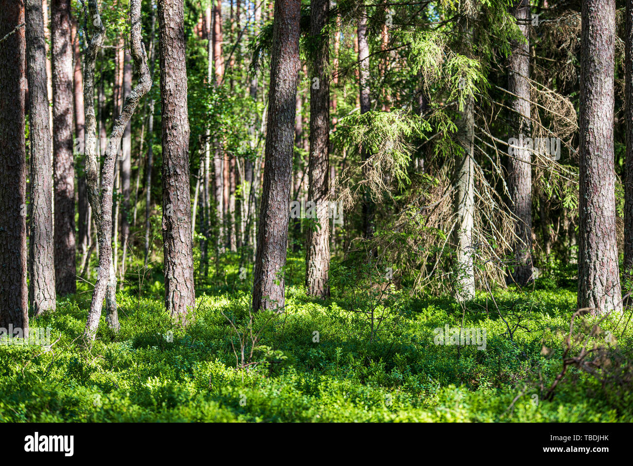 tree trunks in sunny summer forest with shadows and sun rays in ...