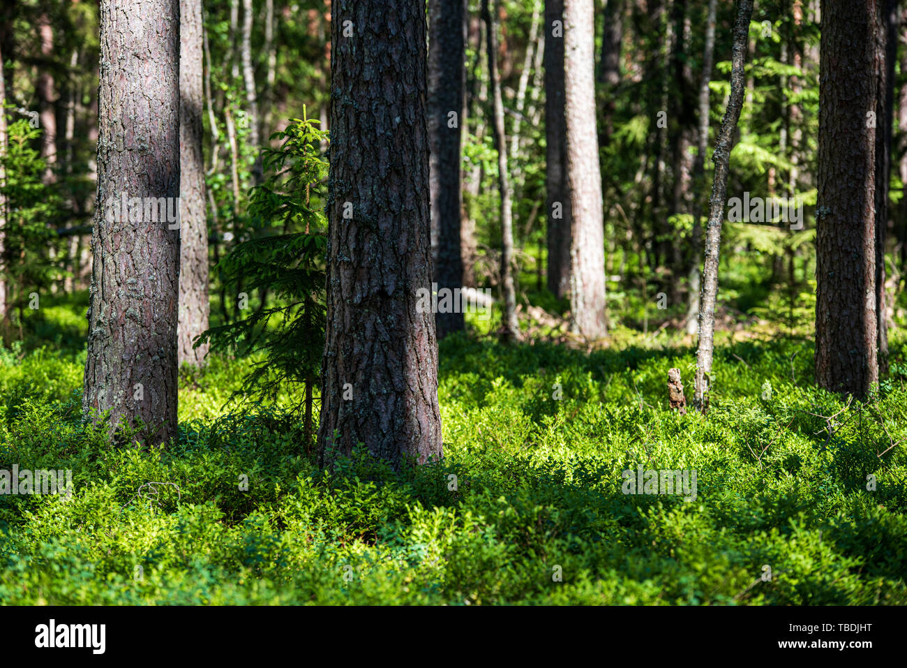 tree trunks in sunny summer forest with shadows and sun rays in ...