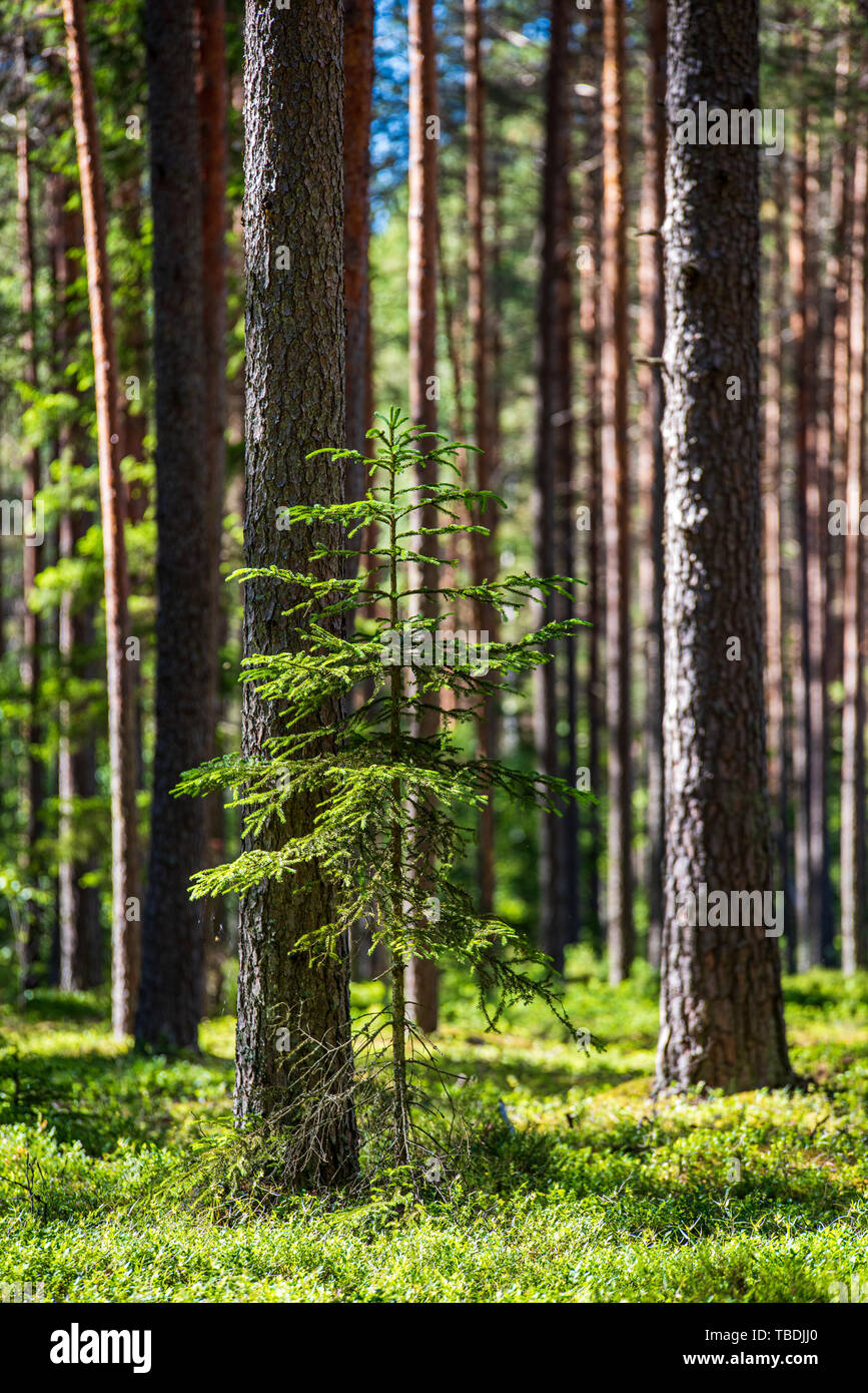tree trunks in sunny summer forest with shadows and sun rays in ...