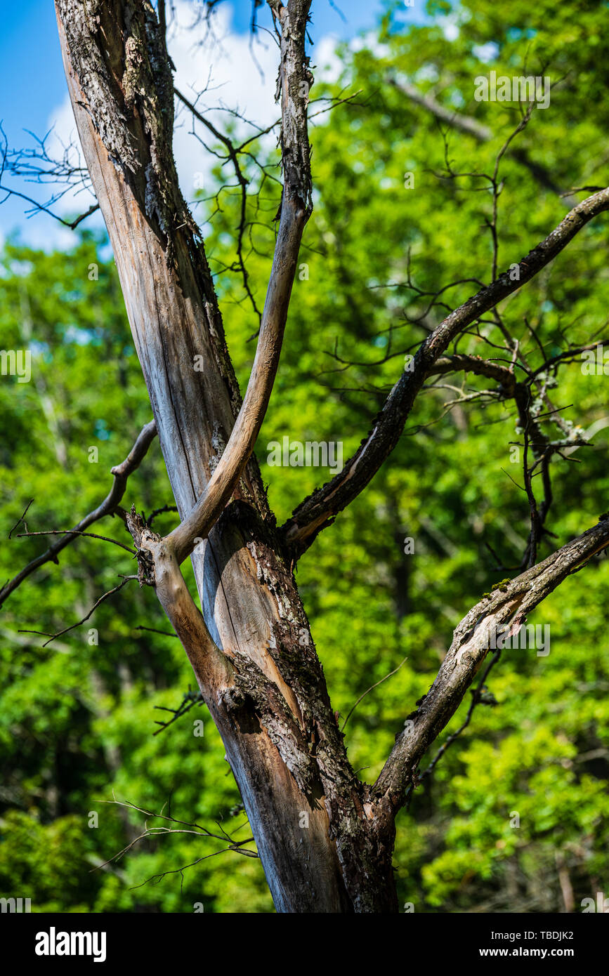 tree trunks in sunny summer forest with shadows and sun rays in ...