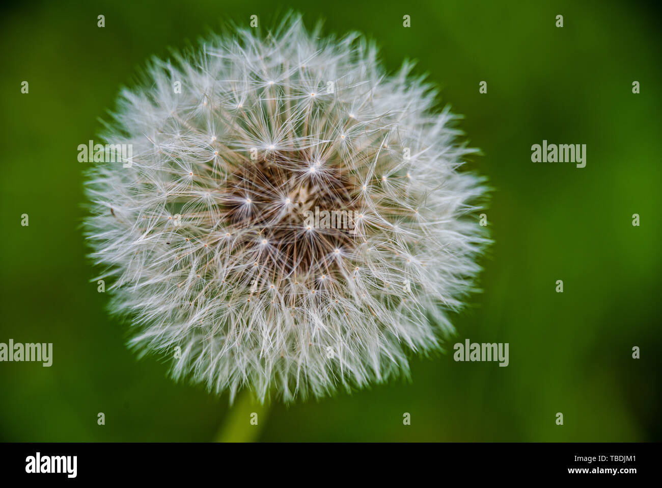 random color summer flowers in green meadow under the sun with blur ...