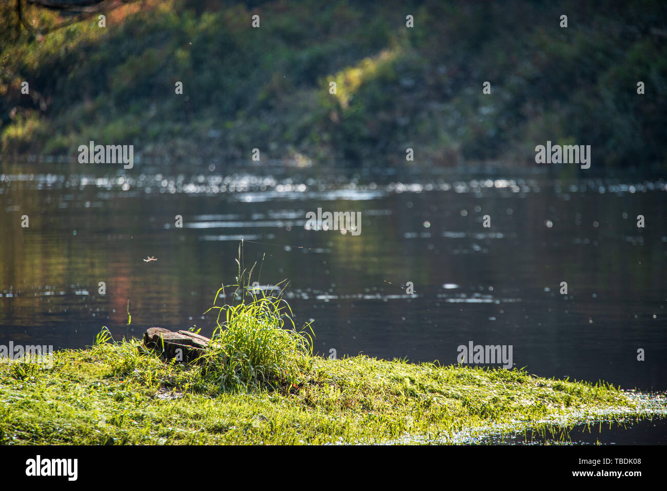 calm forest river hiding behind tree branches. summer with calm water ...