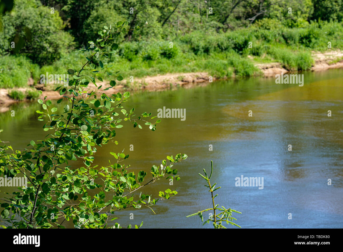 calm forest river hiding behind tree branches. summer with calm water ...