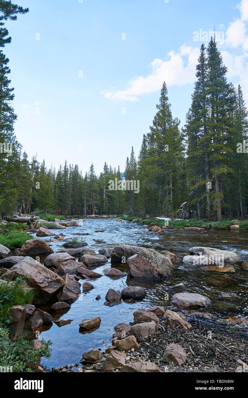 Pine trees between rocks hi-res stock photography and images - Alamy