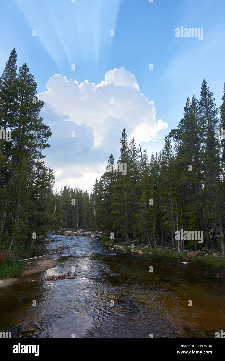Pine trees between rocks hi-res stock photography and images - Alamy