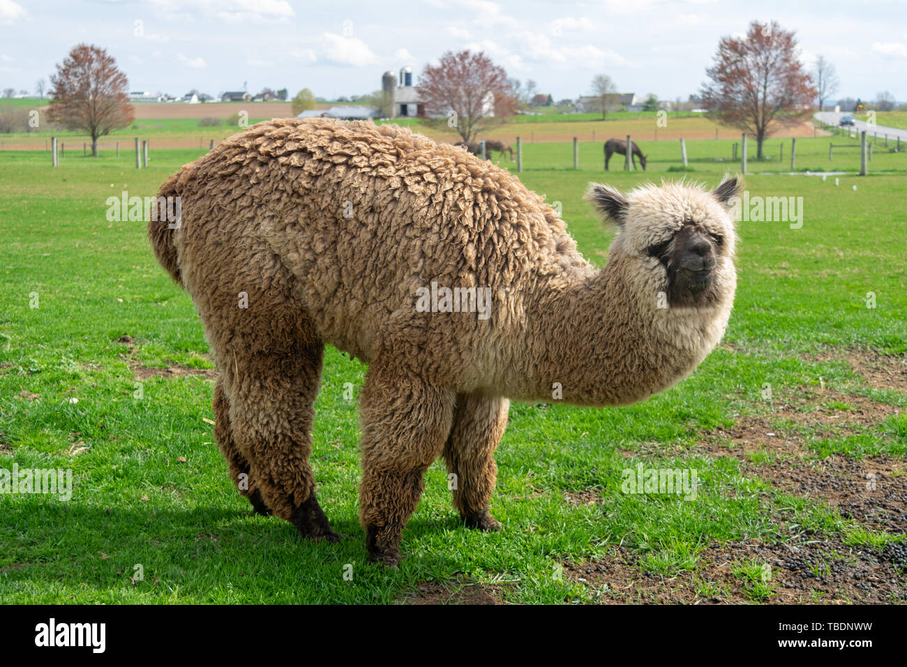 Adult male alpaca hi-res stock photography and images - Alamy