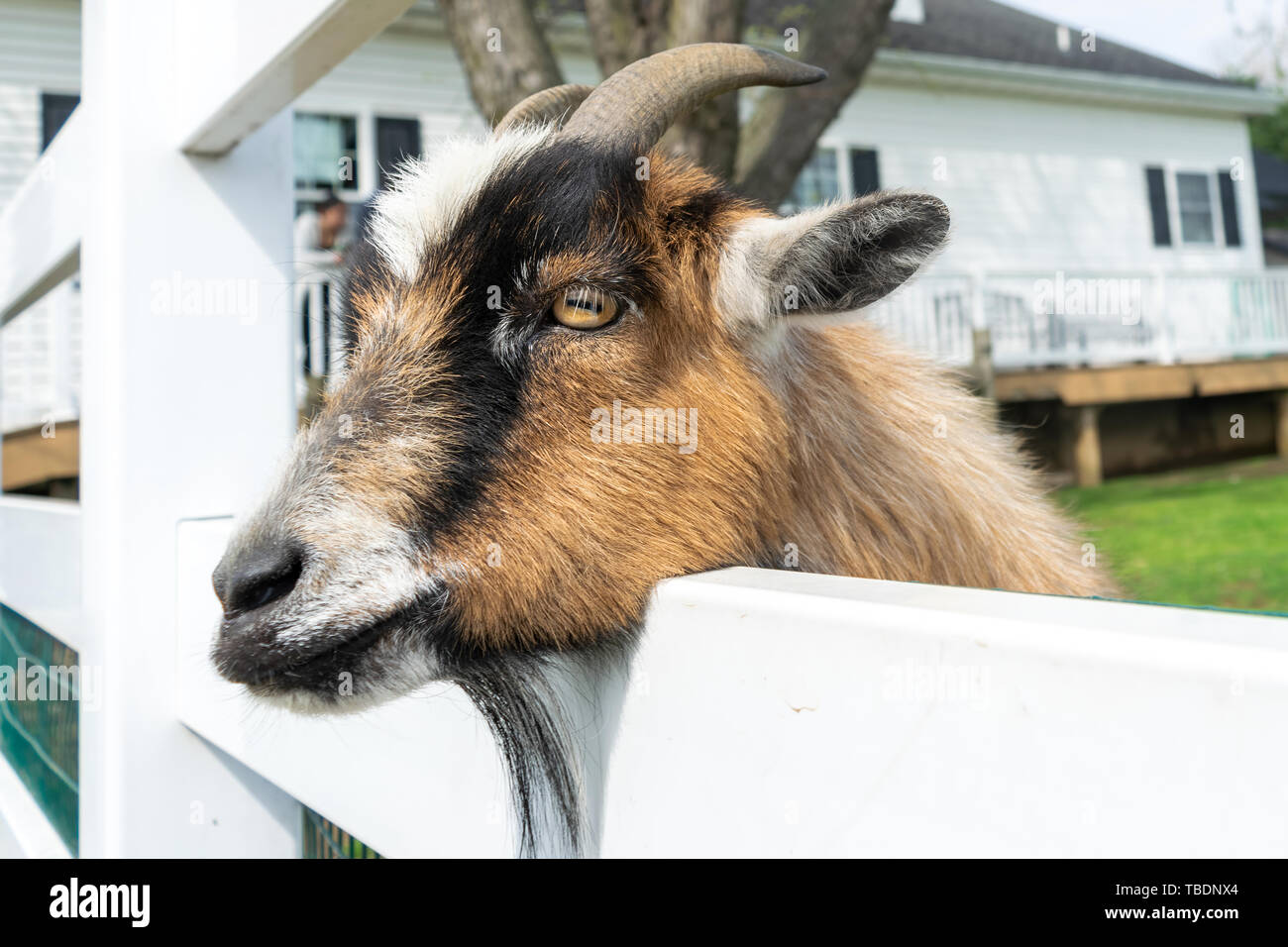 Cute small brown goat peeks though a white fence at a petting zoo in ...