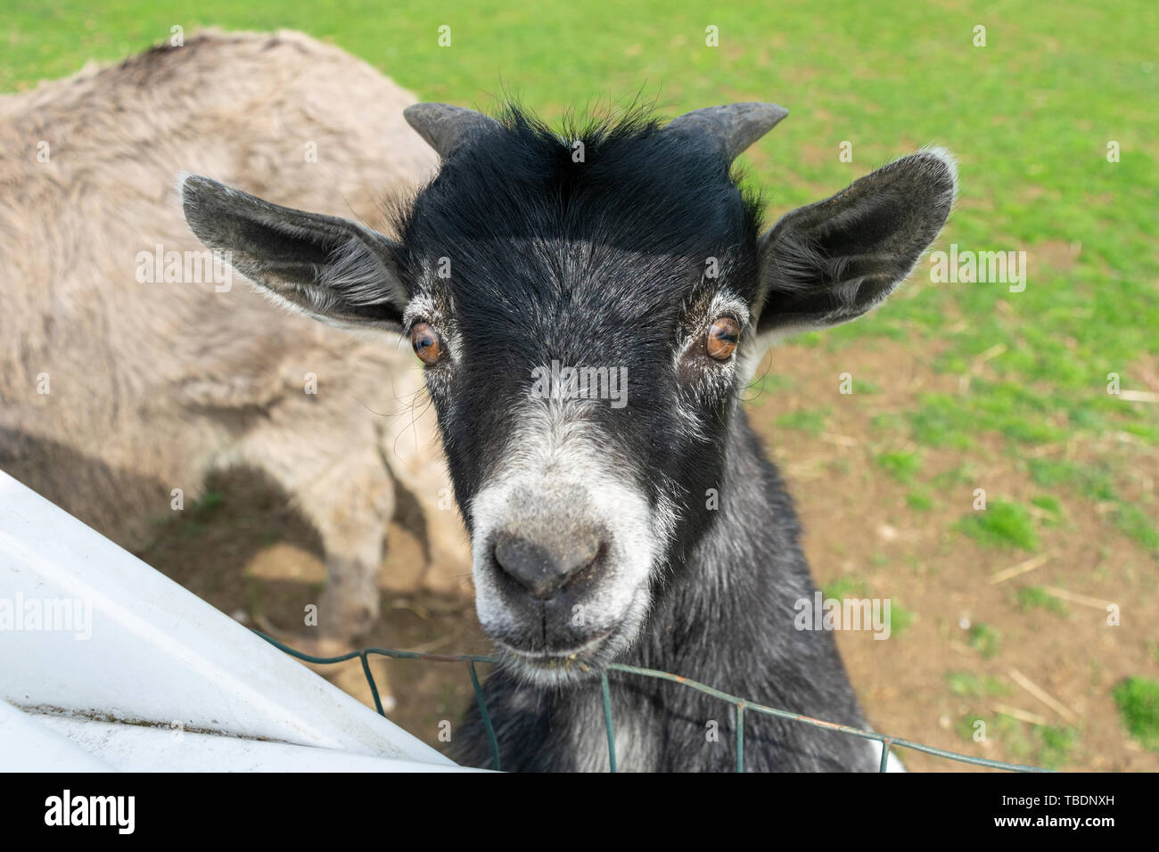Cute small black goat at a petting zoo in Pennsylvania Stock Photo - Alamy