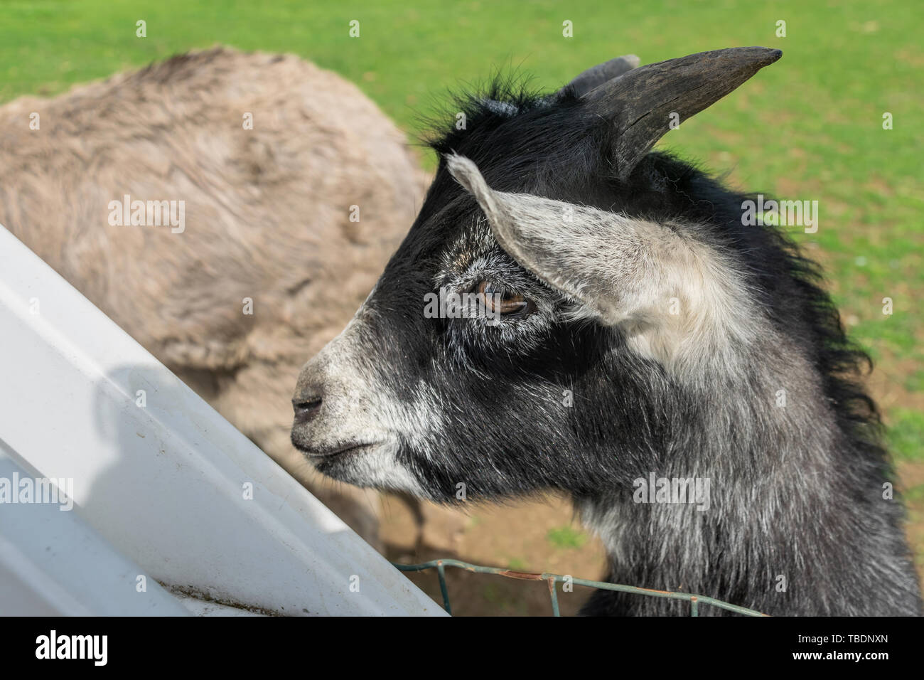 Cute small black goat at a petting zoo in Pennsylvania Stock Photo - Alamy