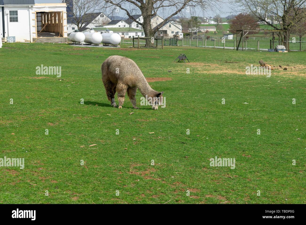 Lancaster farm animals hi-res stock photography and images - Alamy