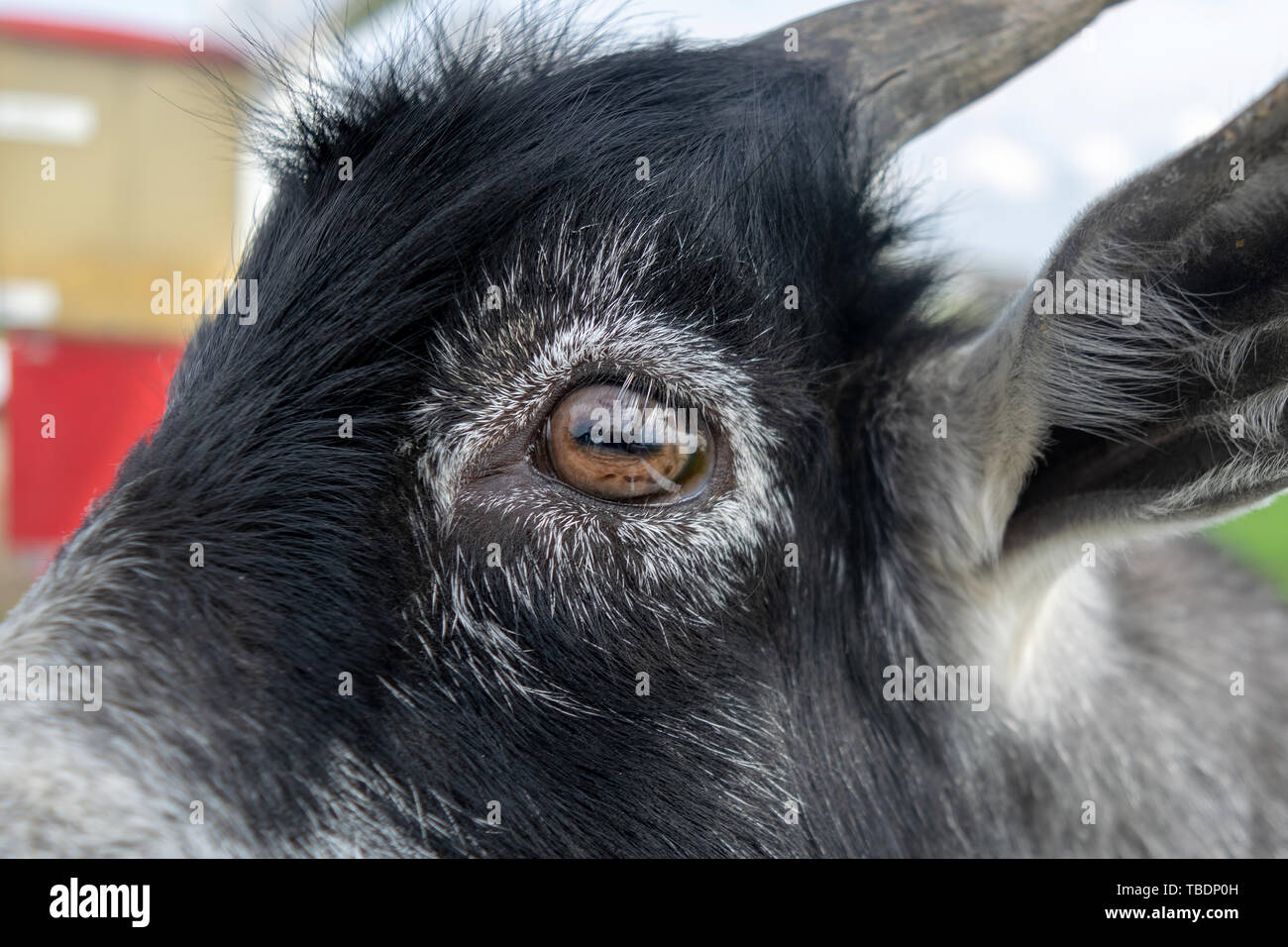 Closeup on the eye of a small black goat Stock Photo - Alamy