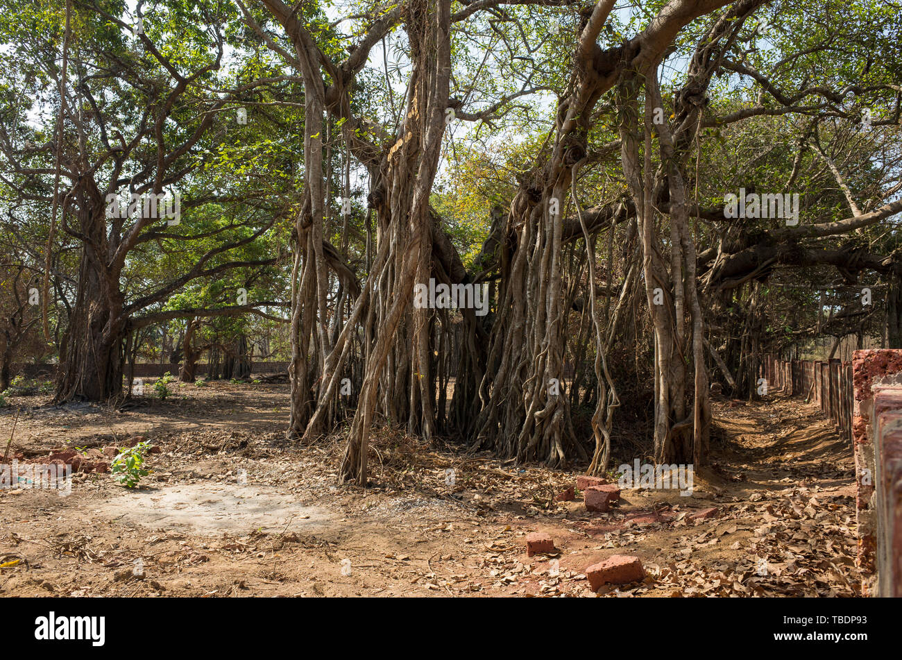 Beautiful old tree with roots in India Stock Photo - Alamy