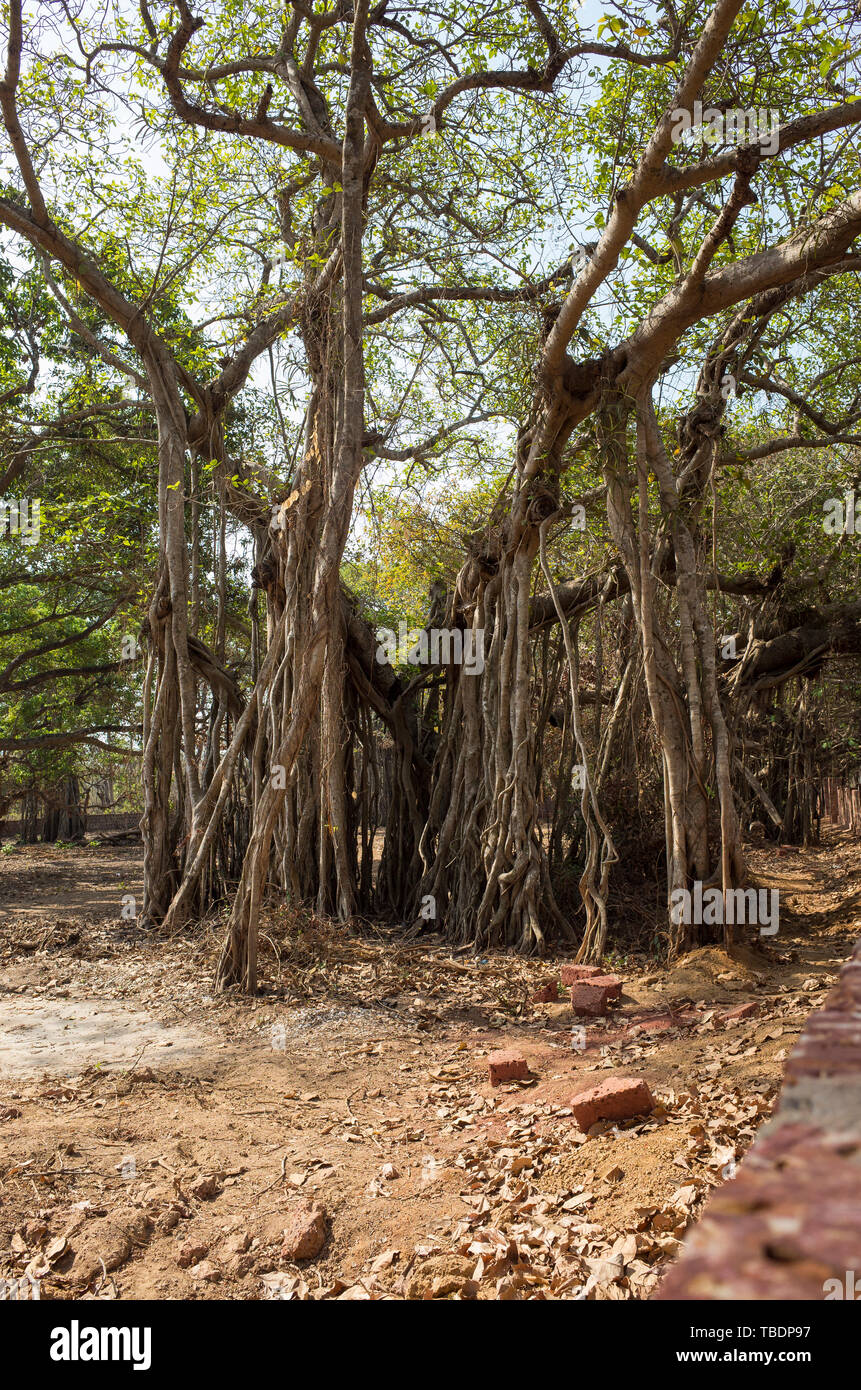 Beautiful old tree with roots in India Stock Photo - Alamy