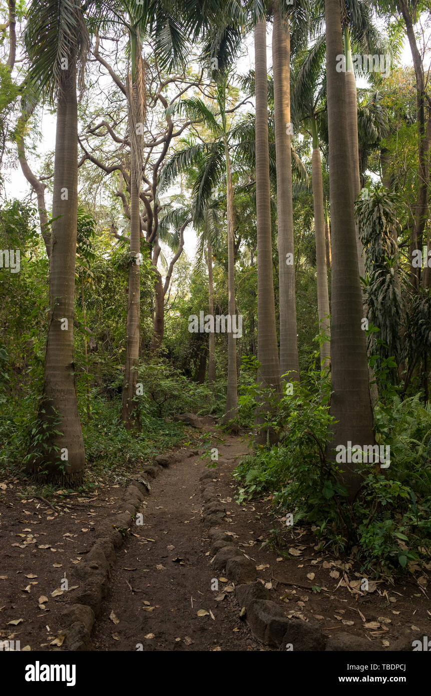 Pune / India - 03 30 2019, Beautiful OSHO Teerth Park, Nice sunny ...