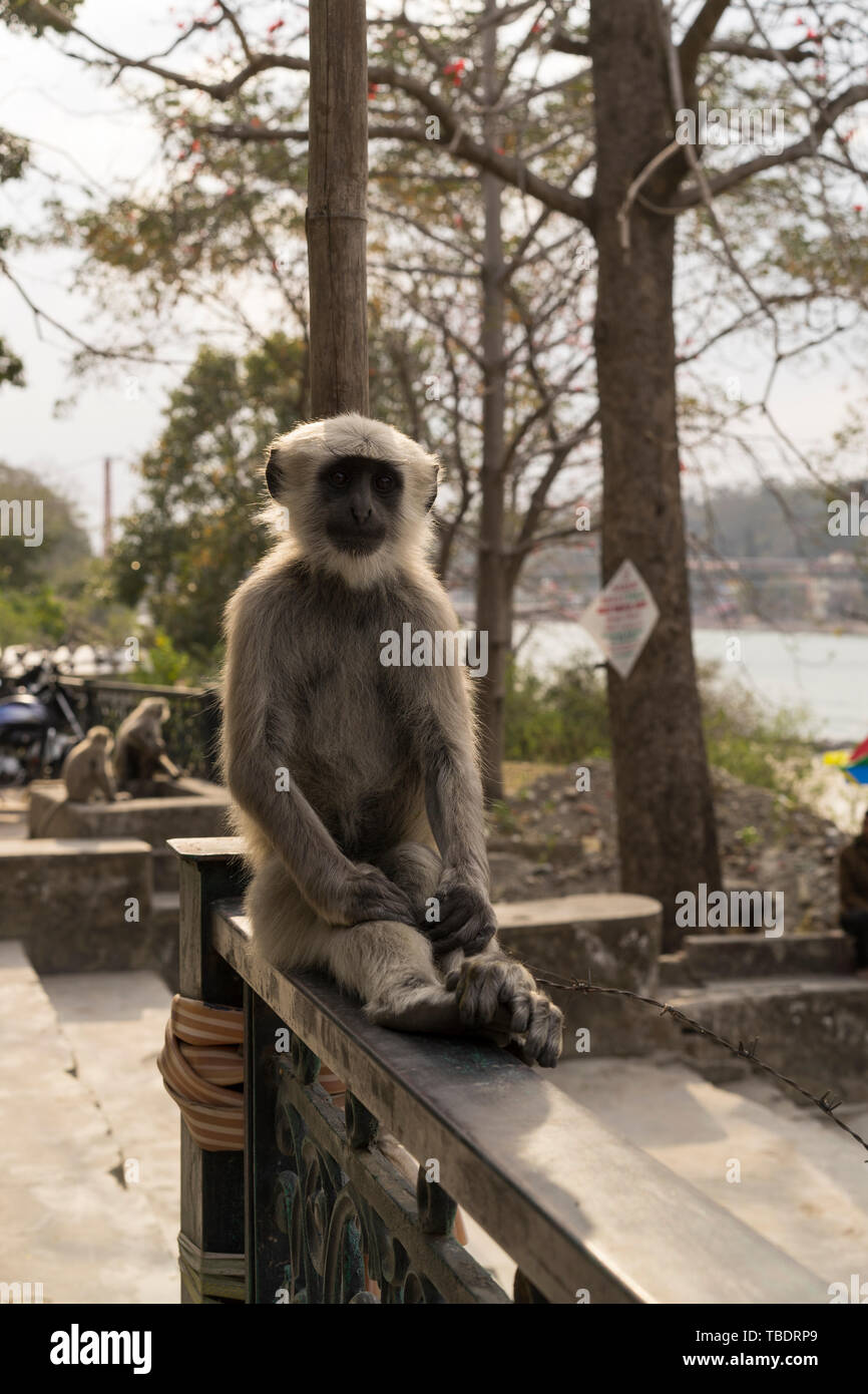 Monkey at lakshman jhula bridge rishikesh uttarakhand india rishikesh ...