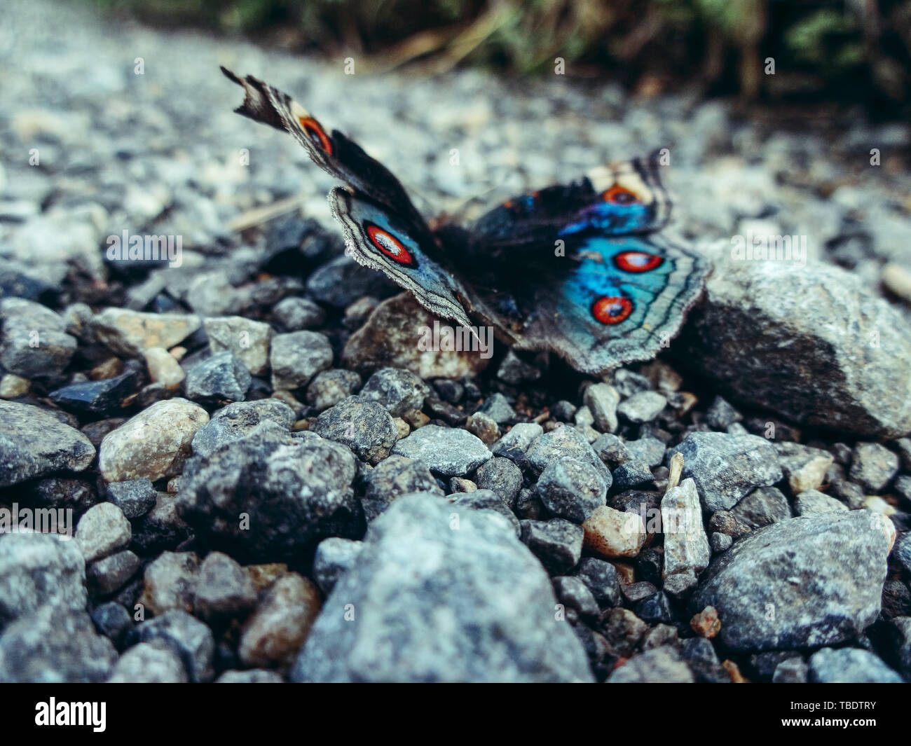 Foreign butterflies hi-res stock photography and images - Alamy