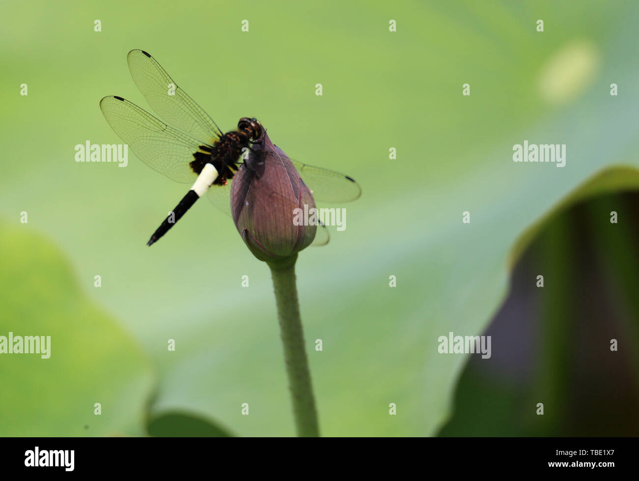 Huangshan, Huangshan, China. 1st June, 2019. Huangshan, CHINA-A dragonfly standing on top of a ...