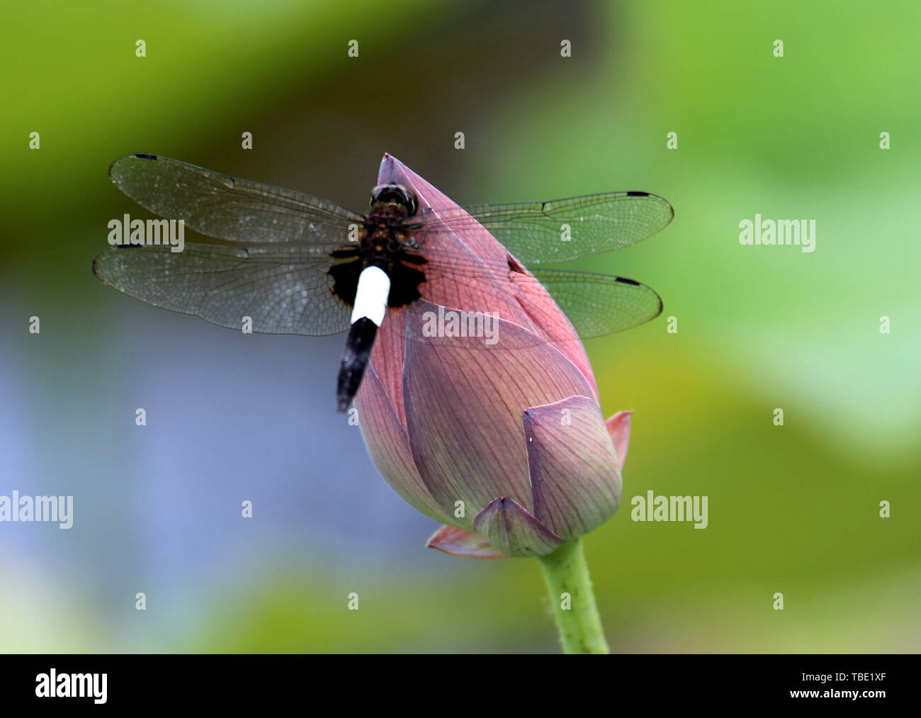 Huangshan, Huangshan, China. 1st June, 2019. Huangshan, CHINA-A ...