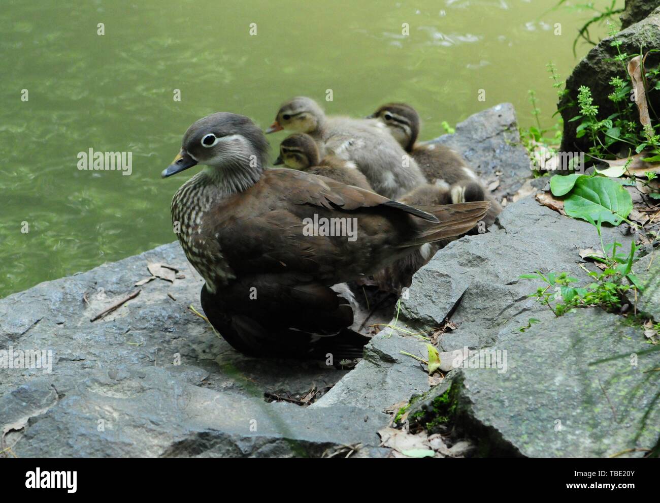 Hangzhou, Hangzhou, China. 1st June, 2019. Hangzhou, CHINA-Although the ...