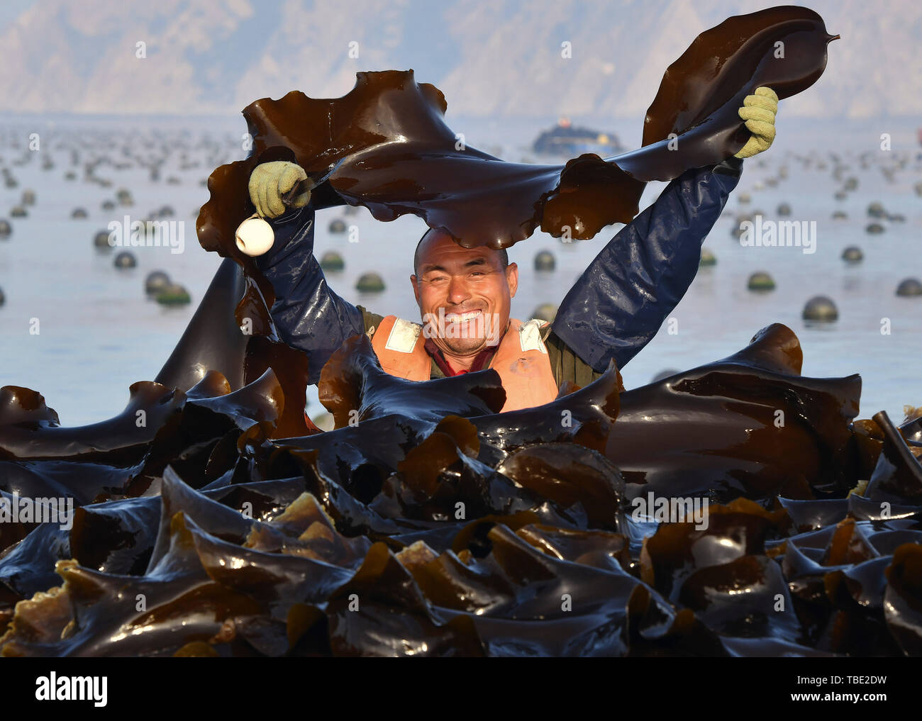 Changdao kelp hi-res stock photography and images - Alamy