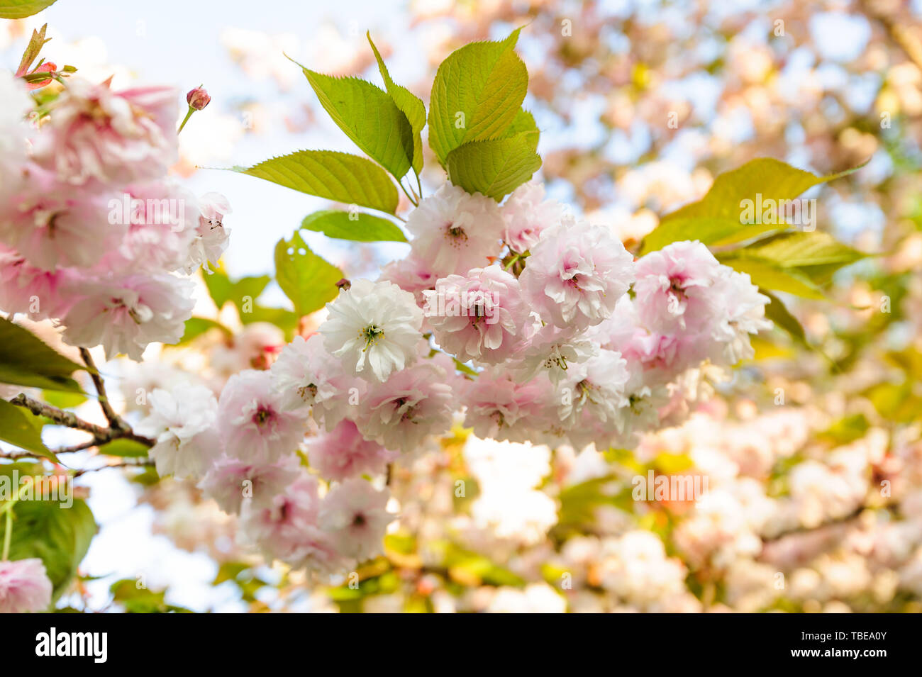 Sakura cherry blossom branch in the sunset rays Stock Photo - Alamy