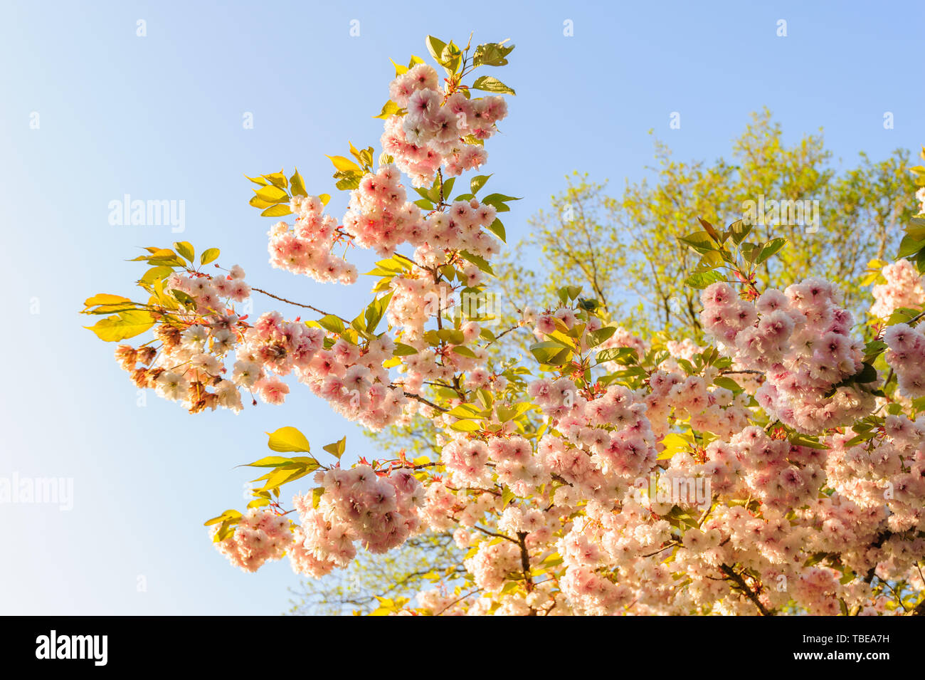 Sakura cherry blossom branch in the sunset rays Stock Photo - Alamy