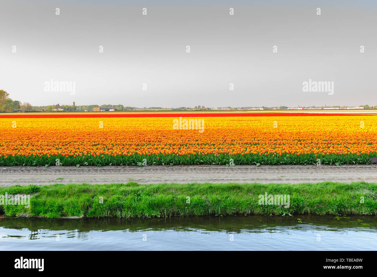 Tulip fields in bloom holland hi-res stock photography and images - Alamy