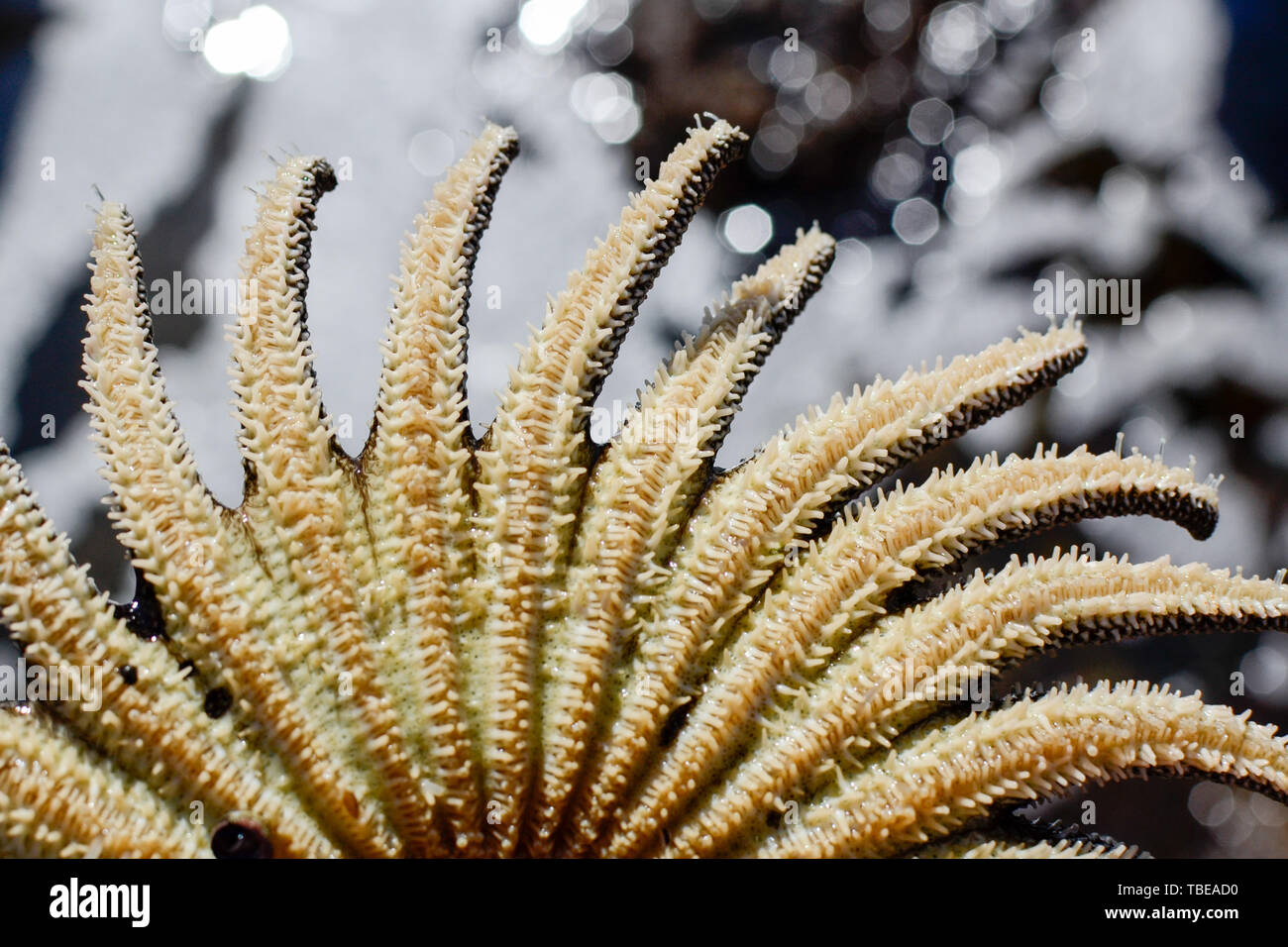Tube feet starfish hi-res stock photography and images - Alamy