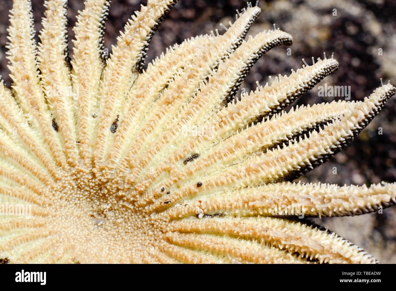 Tube feet starfish hi-res stock photography and images - Alamy