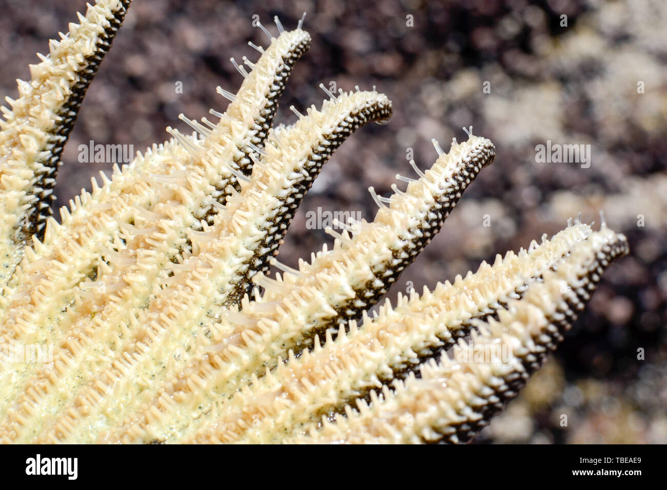 Specimen of Heliaster Helianthus, a multi-armed starfish. Detail of the ...
