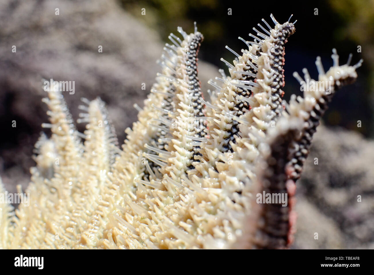 Specimen of Heliaster Helianthus, a multi-armed starfish. Detail of the ...