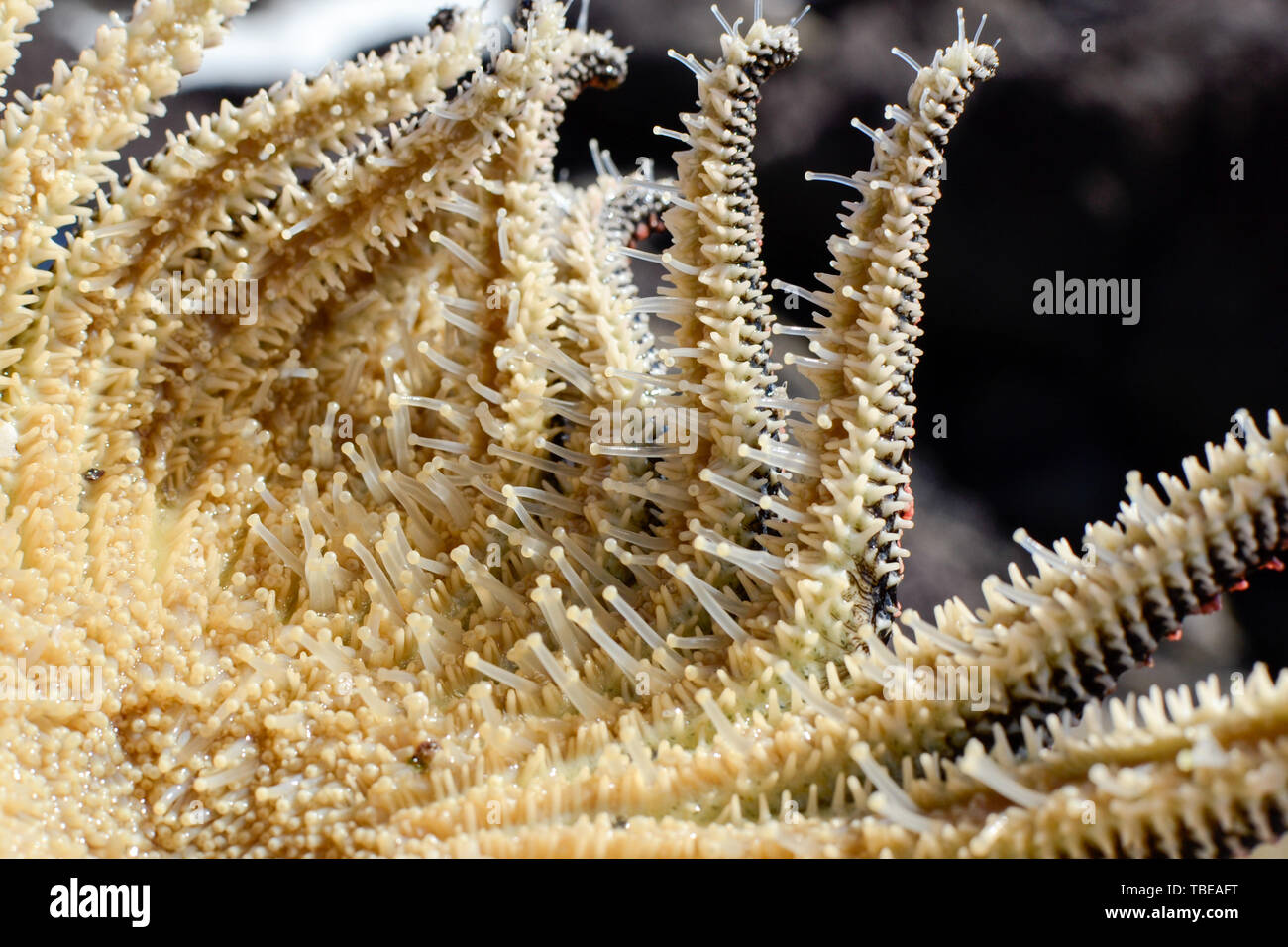 Tube feet podia hi-res stock photography and images - Alamy