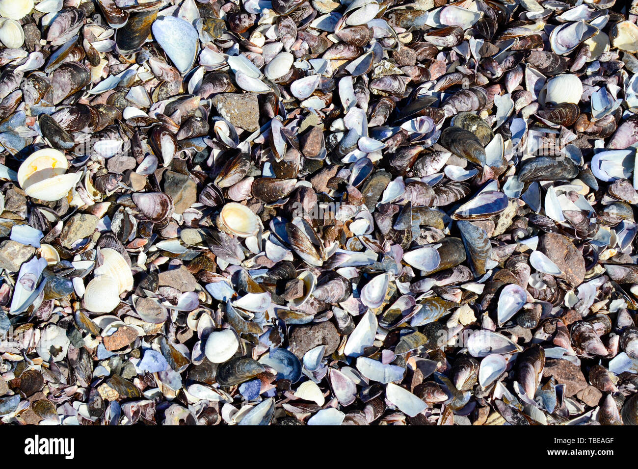 Broken conches in the beach of Antofagasta, Chile Stock Photo - Alamy