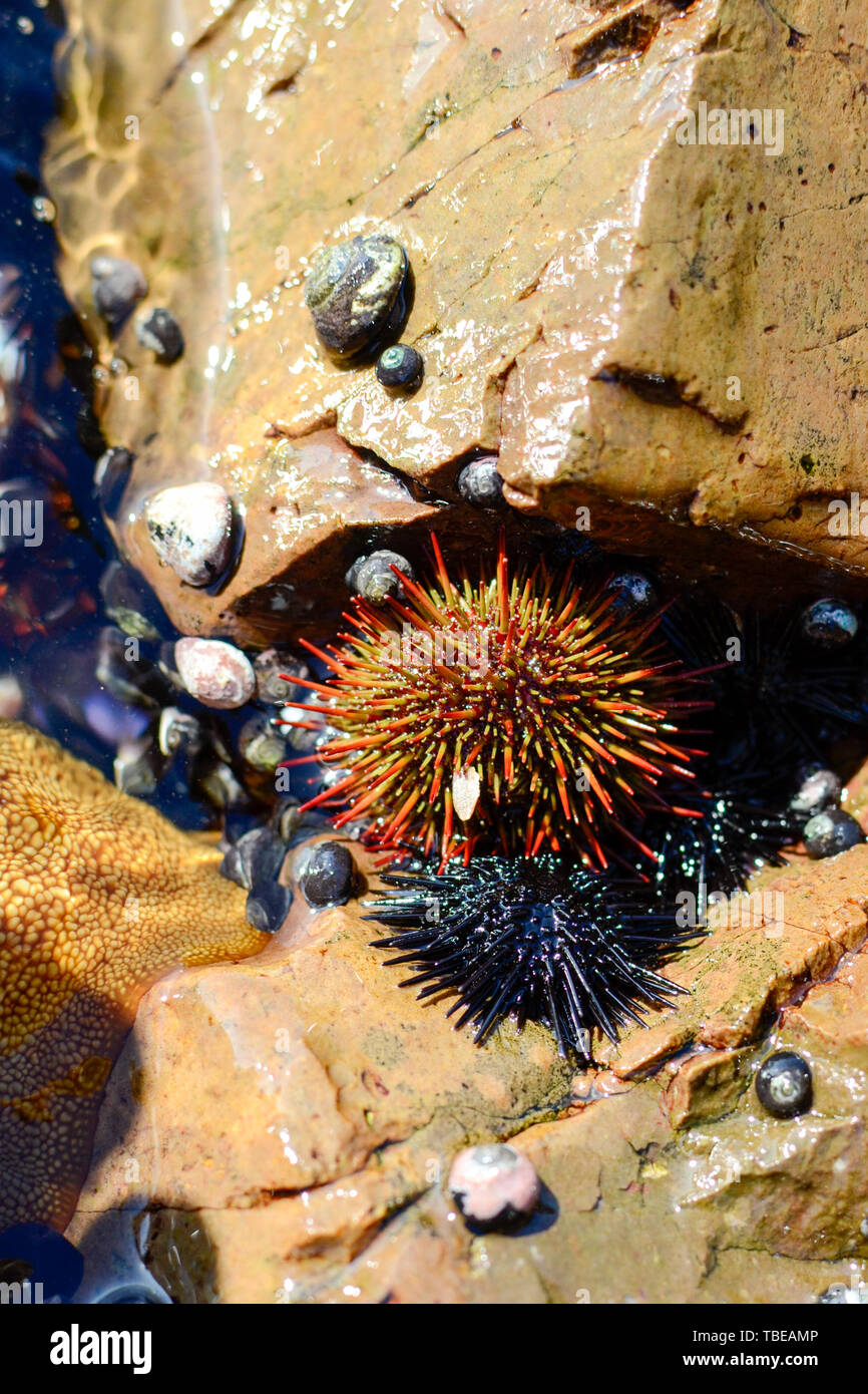 Chilean red sea urchin (Loxechinus albus) on shallow waters in the ...