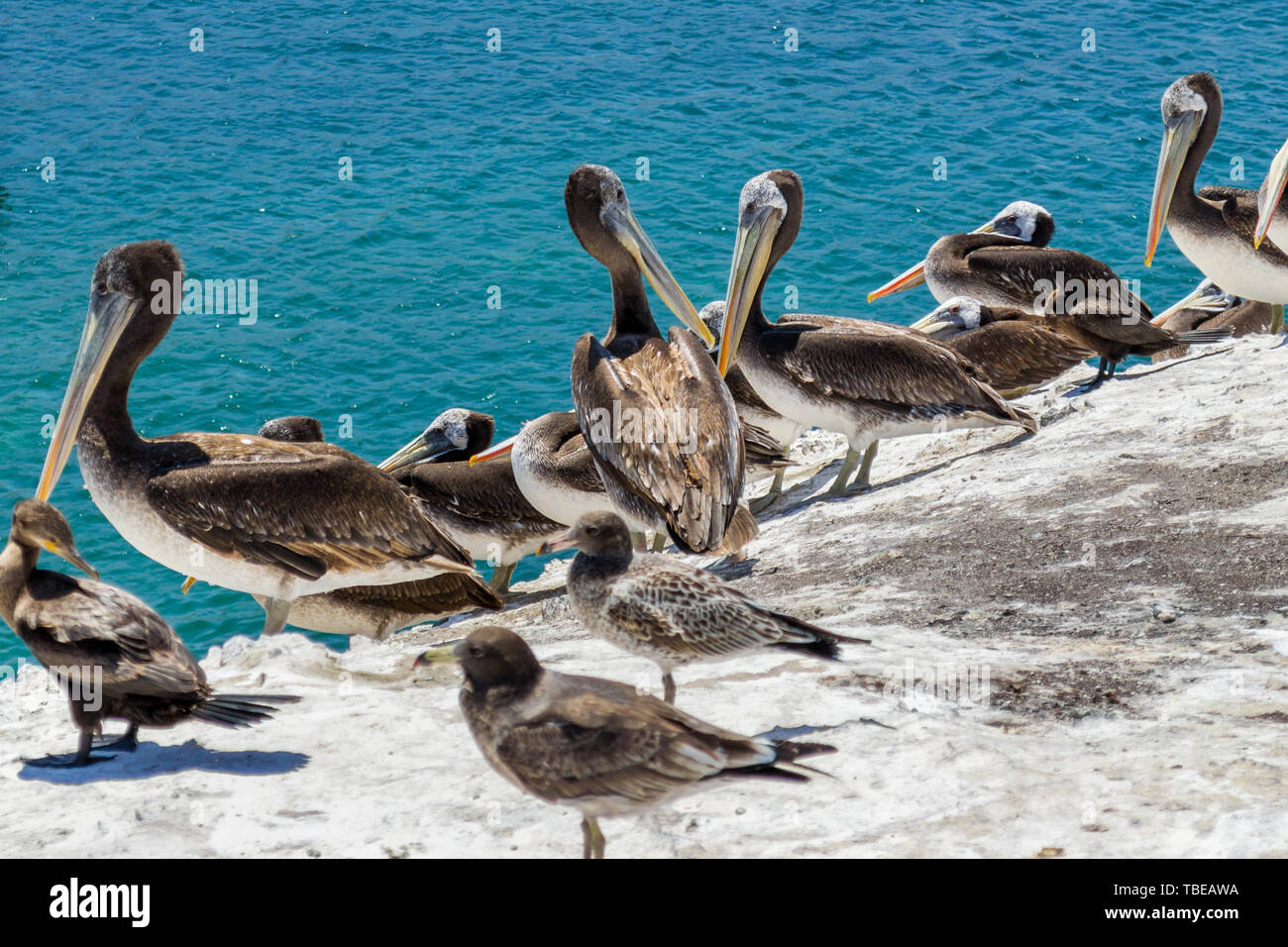 Seabirds perched on the rocks in the beach of Antofagasta, Chile Stock ...