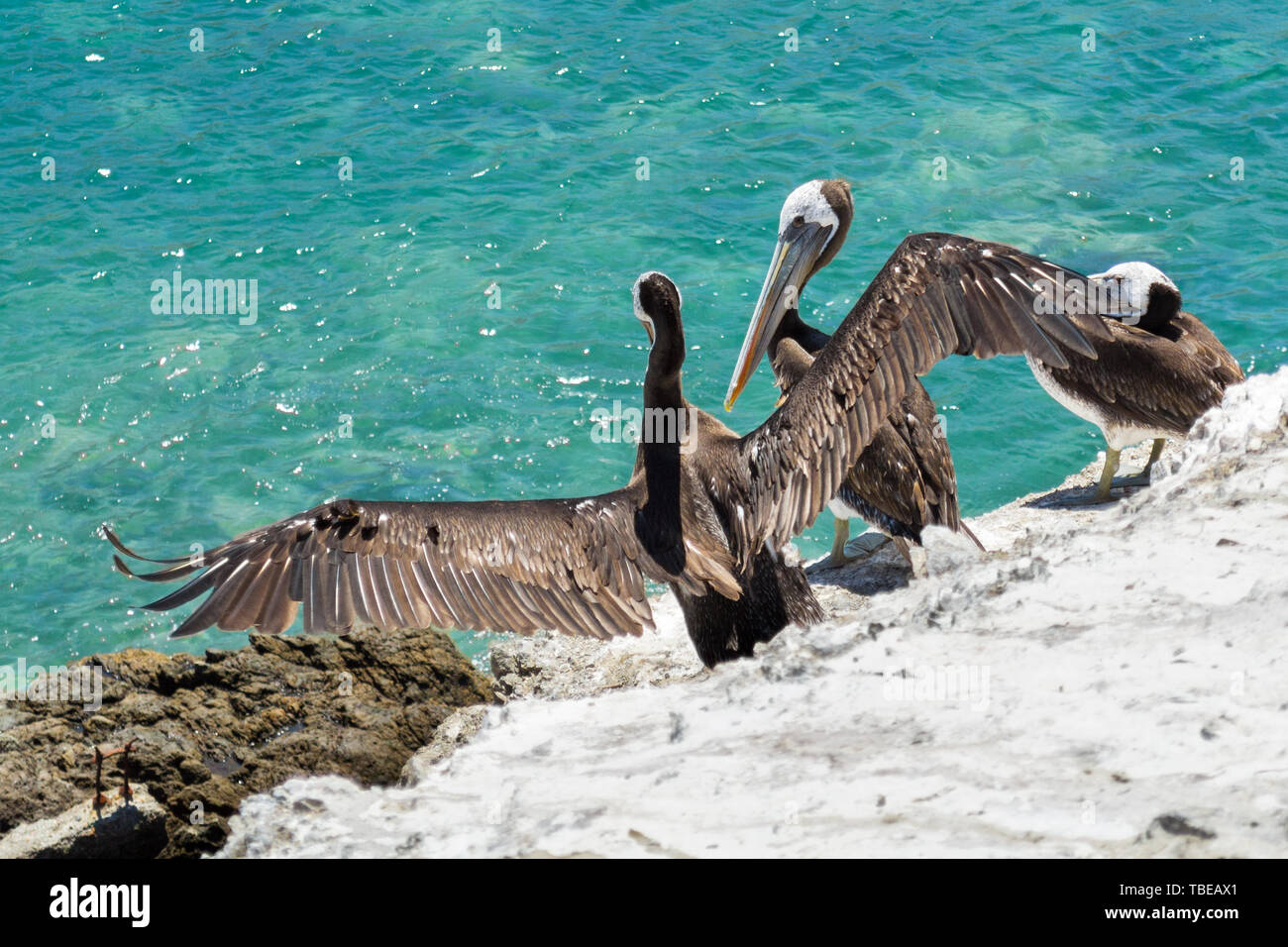 Pelican stretching its wings in the shores of Antofagasta, Chile Stock ...