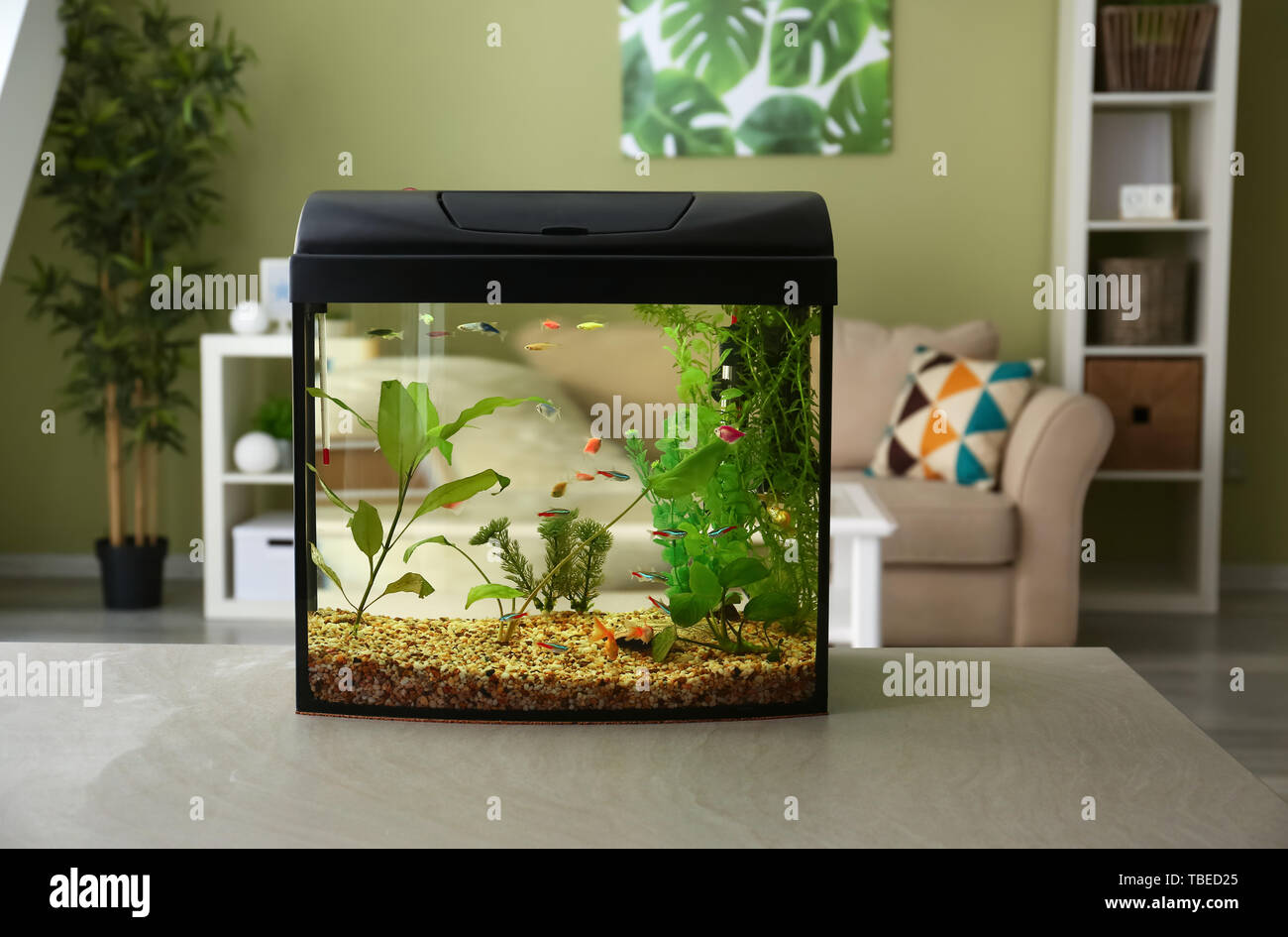 Beautiful aquarium on table in room Stock Photo - Alamy