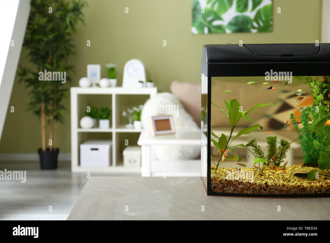 Beautiful aquarium on table in room Stock Photo - Alamy