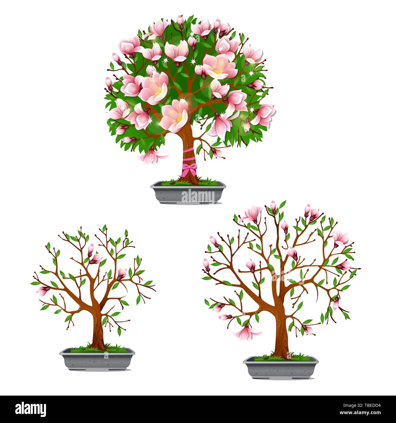 The stage of growth of blooming bonsai azalea isolated on a white ...