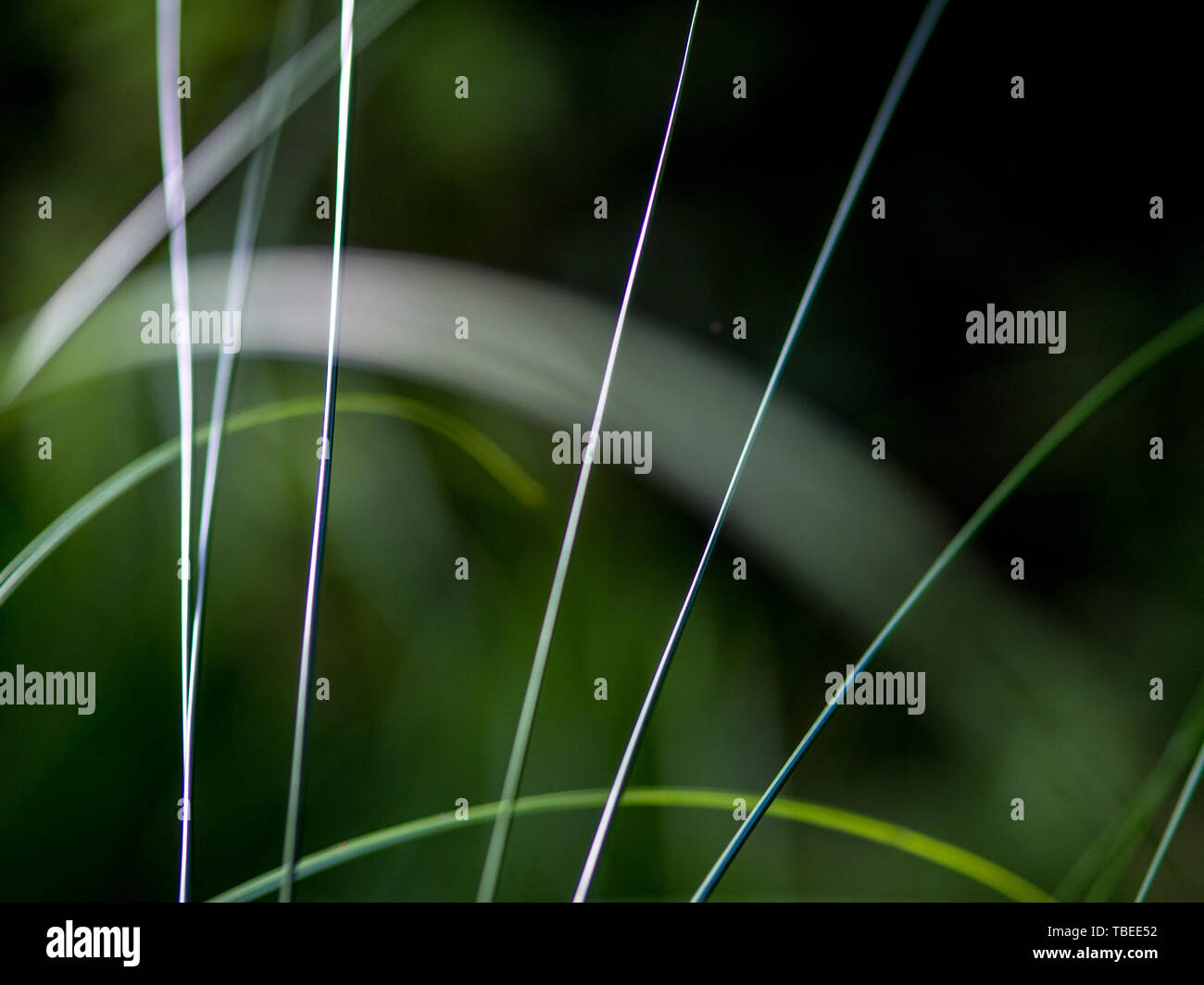 Soft curve and tall spikes hi-res stock photography and images - Alamy
