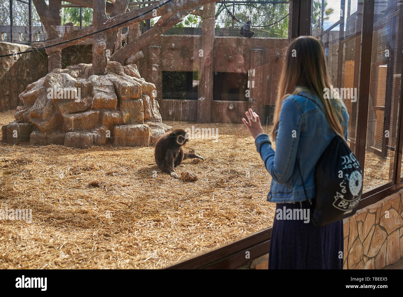 young woman looking by the window of a zoo Stock Photo - Alamy